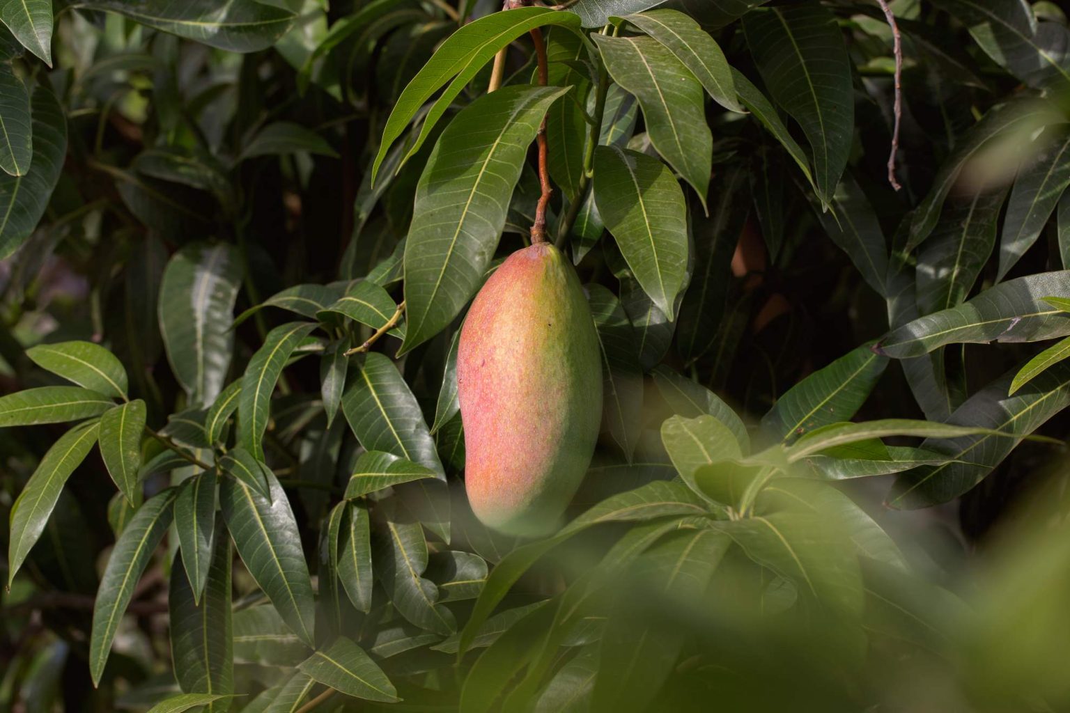 Cinco propiedades del mango que desconoces - Salsa Agrícola